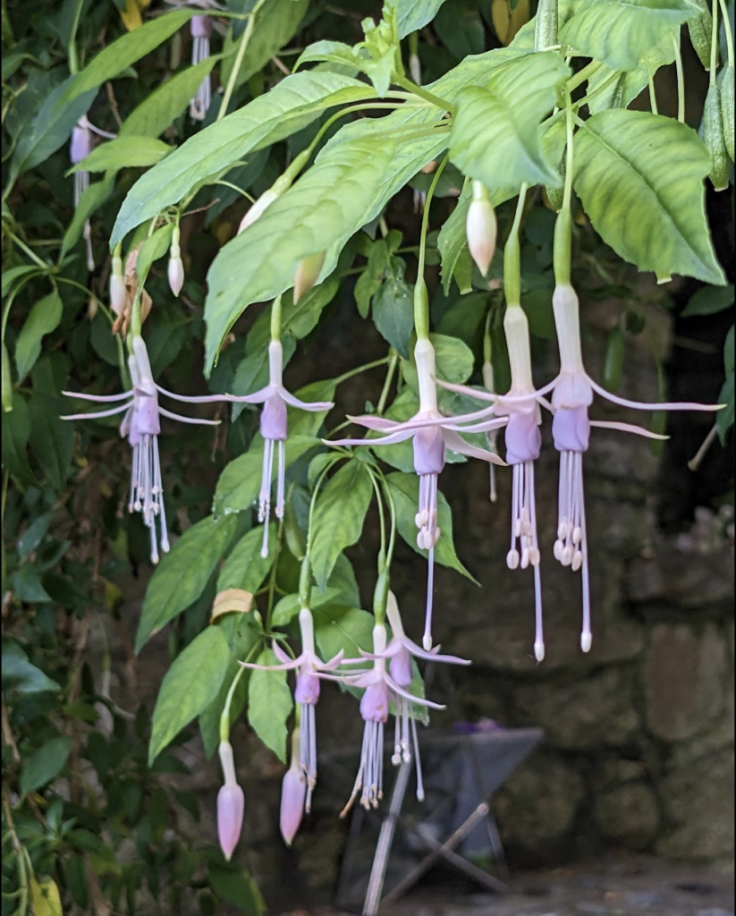 How to Offer Support to Fairies and Nature Spirits | Gaian Congress